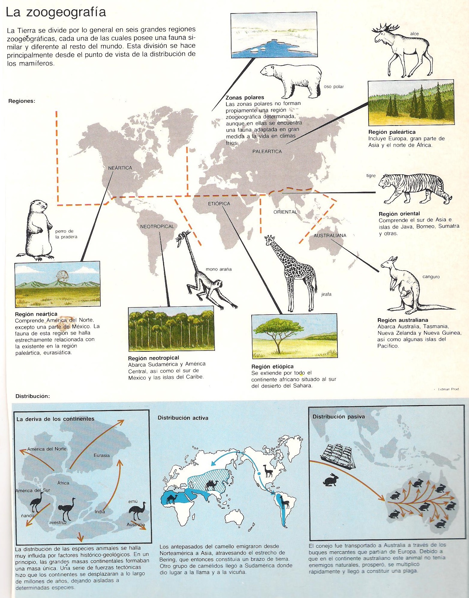 Zoogeografia zoogeografia | Selva | Desierto